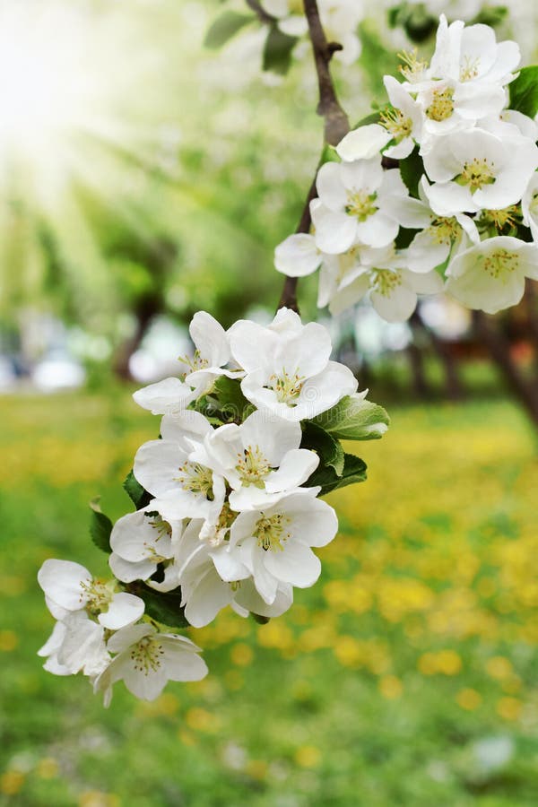 Spring apple blossoms stock image. Image of outdoor - 182847835