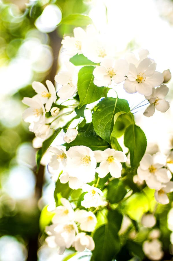 Spring Apple blossoms stock photo. Image of growth, hawthorn - 141360700