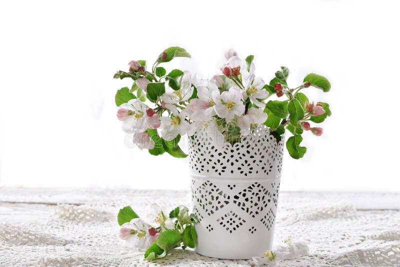 Spring Apple Blossoms in Vase Isolated on White Stock Image - Image of ...