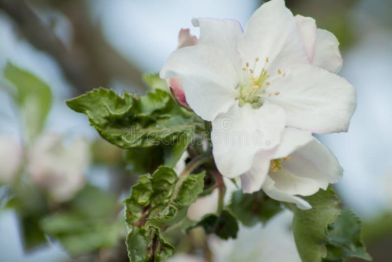 Spring Apple Buds in the Fruit Orchard. Stock Photo - Image of petal ...