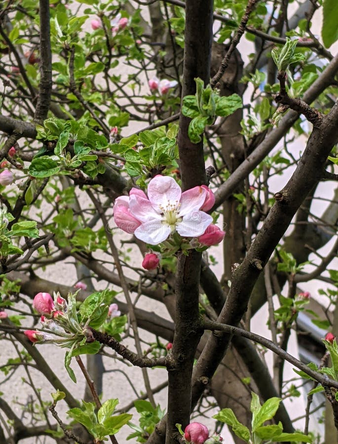 Spring Apple Flowers in the Sunlight Stock Photo - Image of blossom ...