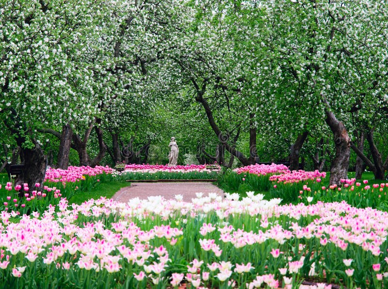 Spring in apple garden stock image. Image of landscape - 28058463