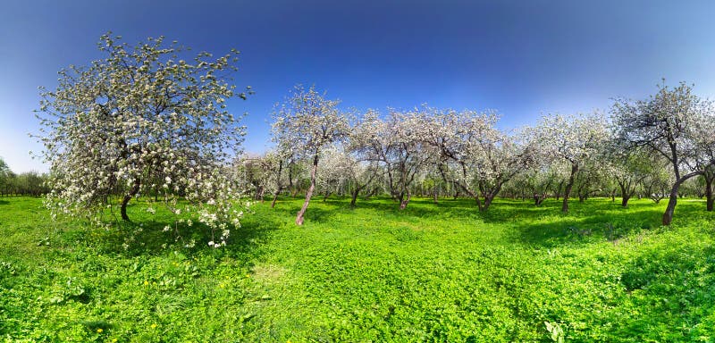 Spring in apple garden stock image. Image of freshness - 28534673