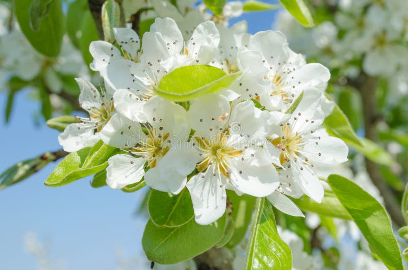 Spring apple stock image. Image of gardening, natural - 32373749