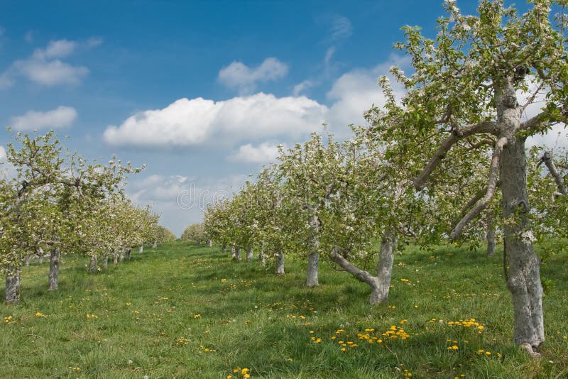 Spring Apple Orchard stock photo. Image of orchard, clouds - 24649690