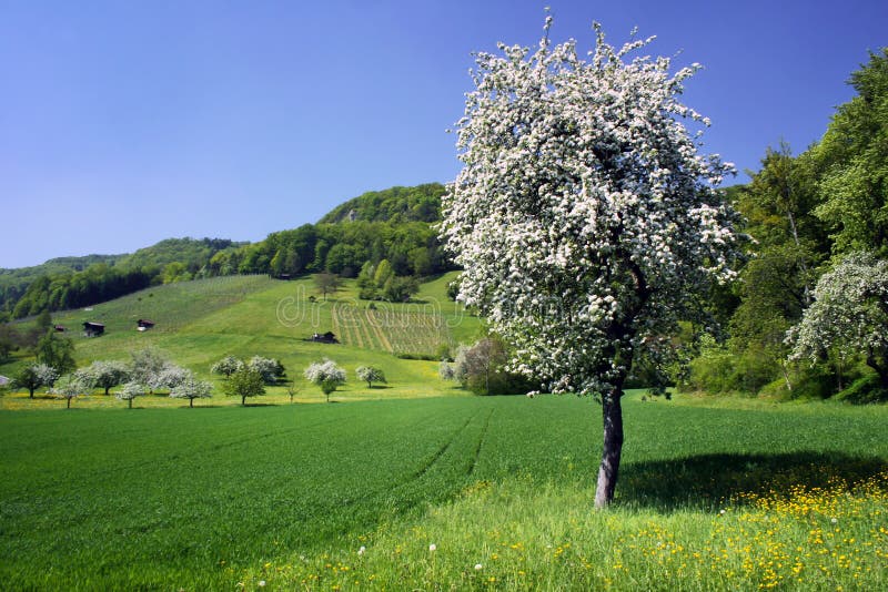 Spring apple-tree stock photo. Image of blossom, lawn - 1937398