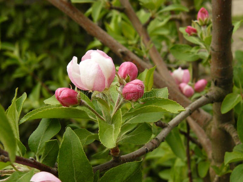 Spring apple tree stock photo. Image of garden, botanical - 30700792