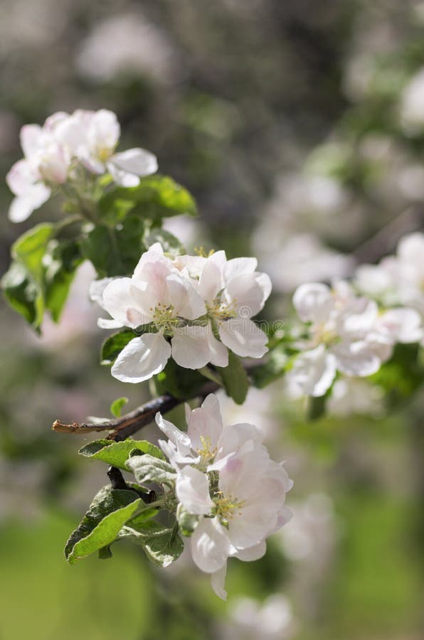 Spring Apple Tree Blooming Close-up Stock Photo - Image of green ...