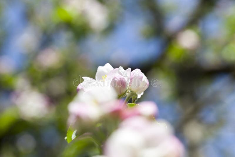 Spring apple tree stock photo. Image of elegant, design - 137548560
