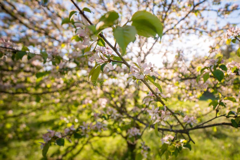 Spring Apple Tree Blooming Wide Angle View Stock Image - Image of ...