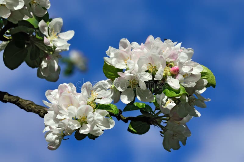 Spring. Apple Tree in Blossom Stock Photo - Image of ovary, apple: 54912318