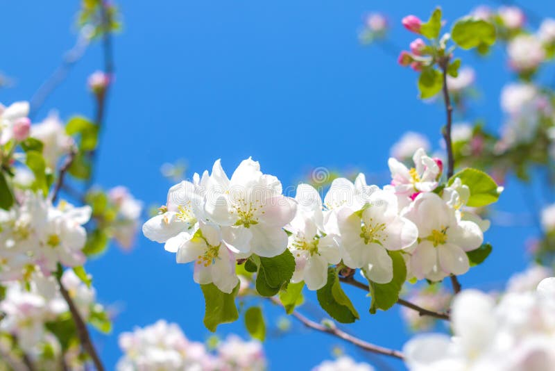 Spring Apple Tree Blossom Branch Stock Photo - Image of garden, farm ...