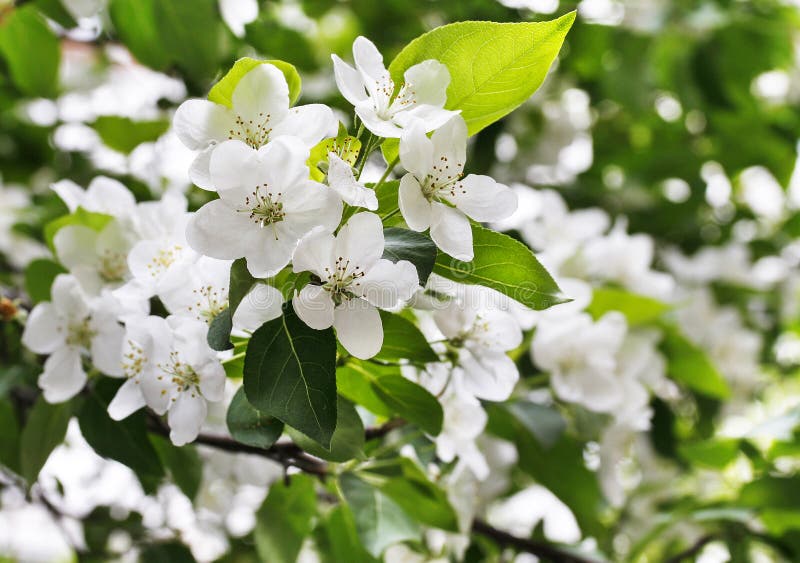 Spring. the Apple Tree is in Blossom. Stock Photo - Image of nature ...