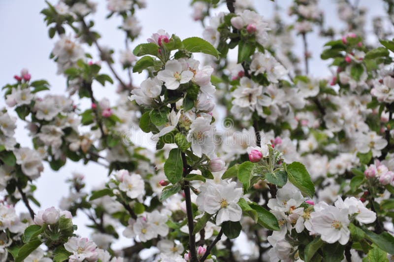 In the Spring in the Orchard, an Apple-tree Blossoms Stock Photo ...