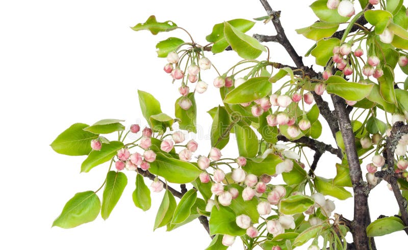 Spring Apple-tree with Pink Buds Stock Photo - Image of gardening ...