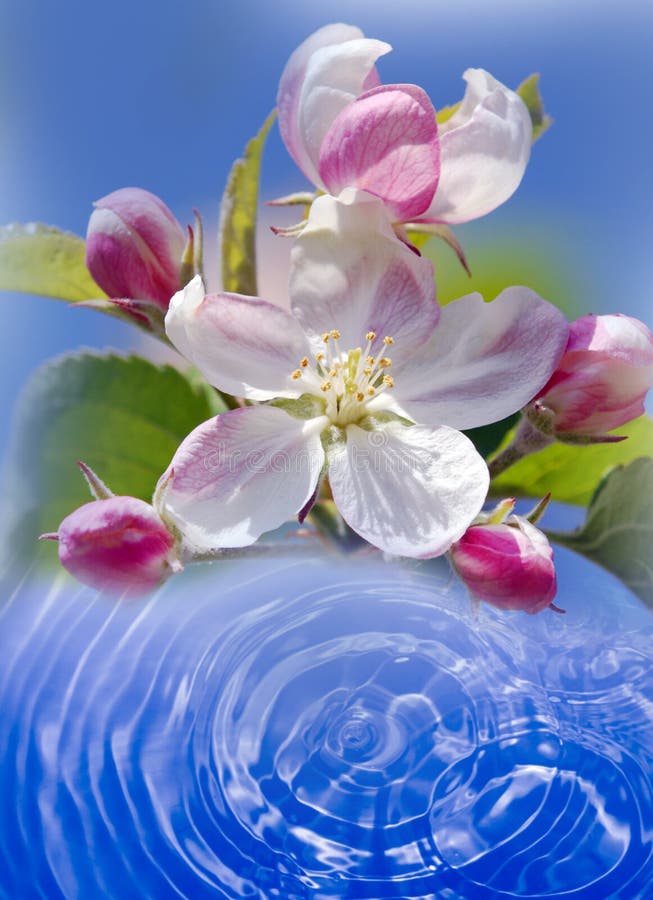 Spring Apple Tree and Water Background Stock Image - Image of green ...