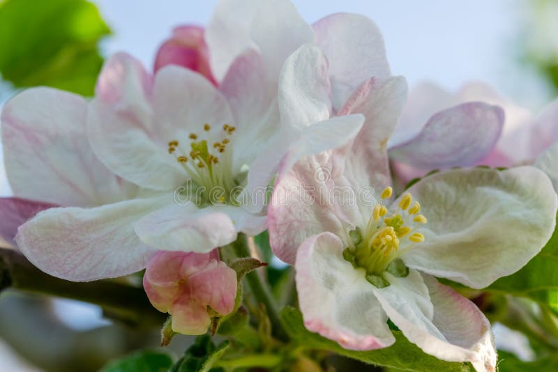 Spring apple trees stock photo. Image of holiday, spring - 53740976