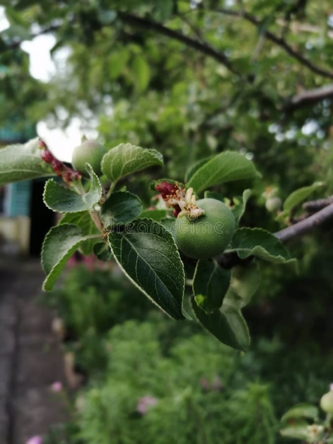 Spring apples on a bush stock photo. Image of friendly - 237830818