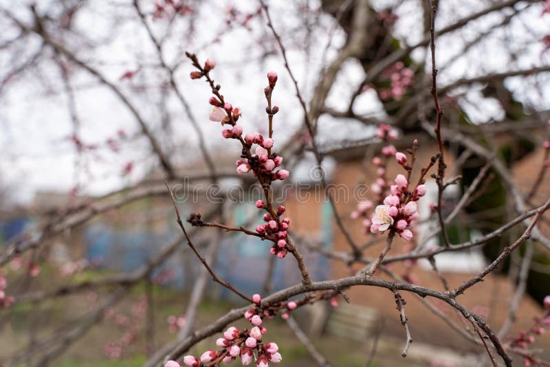 Spring Apricot Blossom. the Buds Turn into Flowers Stock Image - Image ...