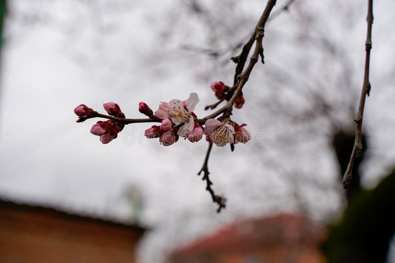 Spring Apricot Blossom. the Buds Turn into Flowers Stock Photo - Image ...