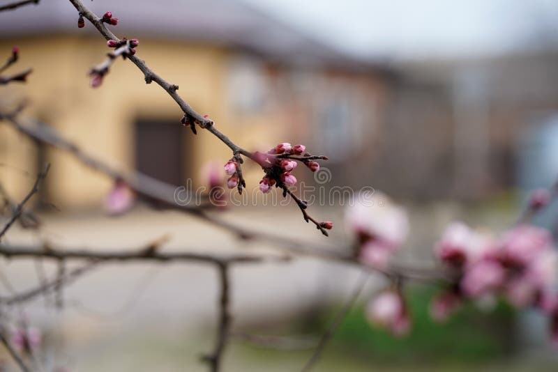 Spring Apricot Blossom. the Buds Turn into Flowers Stock Image - Image ...