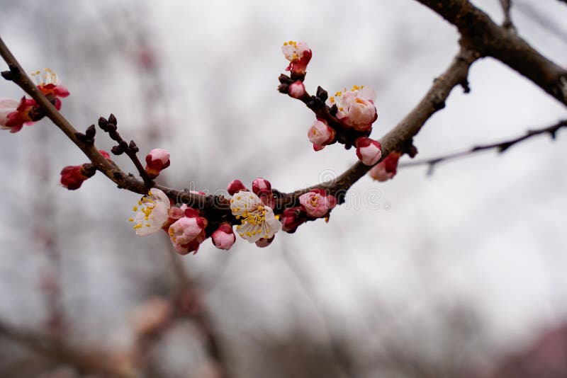 Spring Apricot Blossom. the Buds Turn into Flowers Stock Photo - Image ...