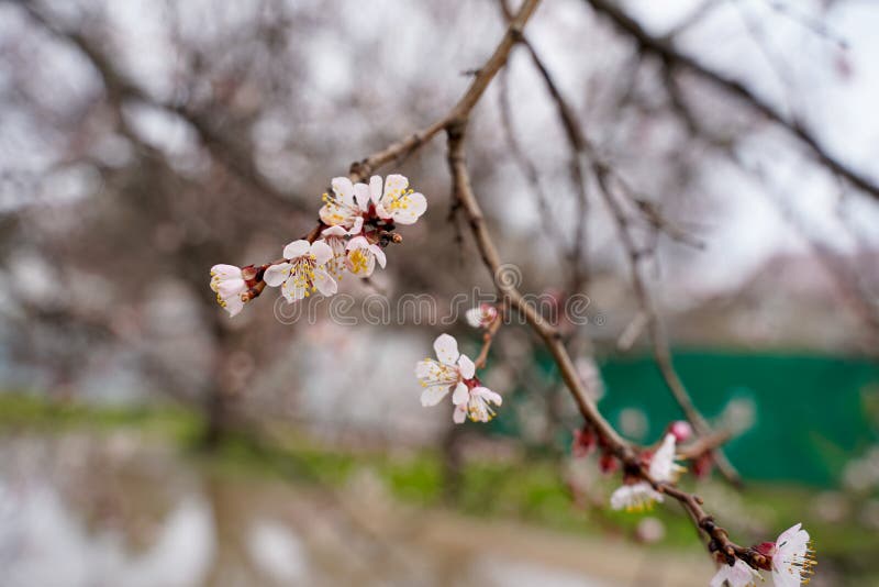Spring Apricot Blossom. the Buds Turn into Flowers Stock Image - Image ...
