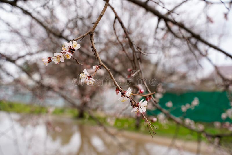 Spring Apricot Blossom. the Buds Turn into Flowers Stock Image - Image ...