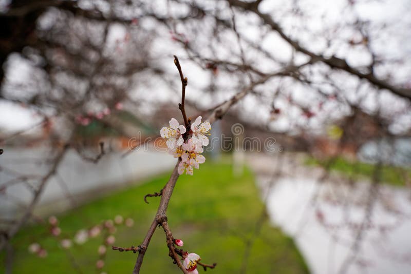 Spring Apricot Blossom. the Buds Turn into Flowers Stock Photo - Image ...