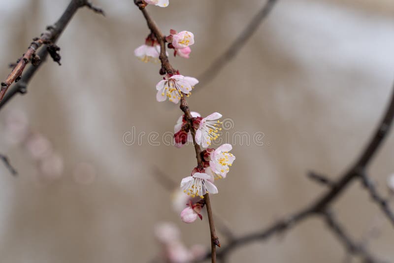 Spring Apricot Blossom. the Buds Turn into Flowers Stock Photo - Image ...