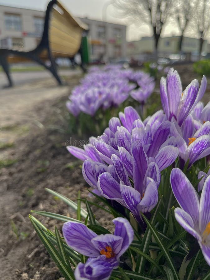 In Spring and April, Blue Crocuses Bloom in the City Flower Bed Stock ...