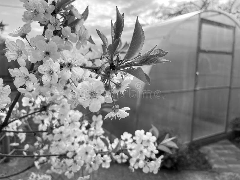 In Spring in April, Cherry Blossoms Bloom in the City and in the City ...