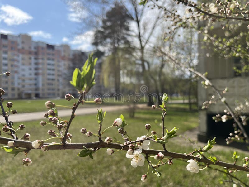 In Spring in April, Cherry Blossoms Bloom in the City and in the City ...