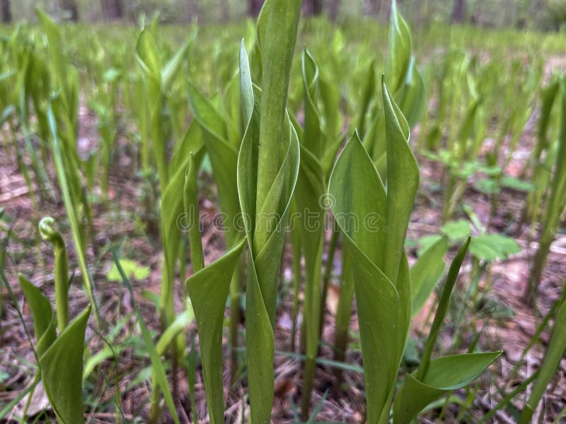 In Spring, the First Shoots of Lily of the Valley Stock Image - Image ...