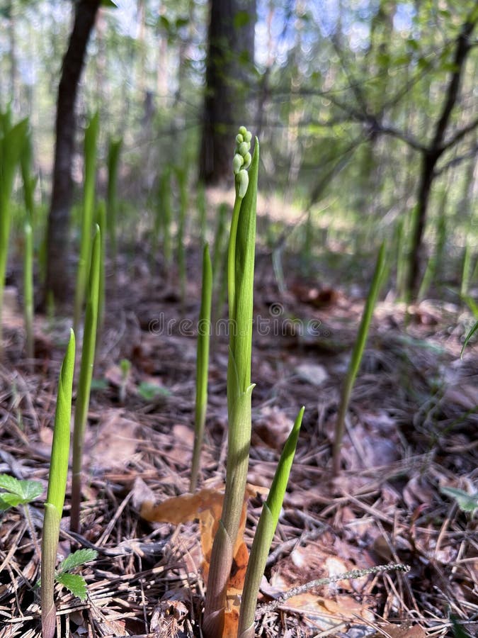 In Spring, the First Shoots of Lily of the Valley Stock Image - Image ...
