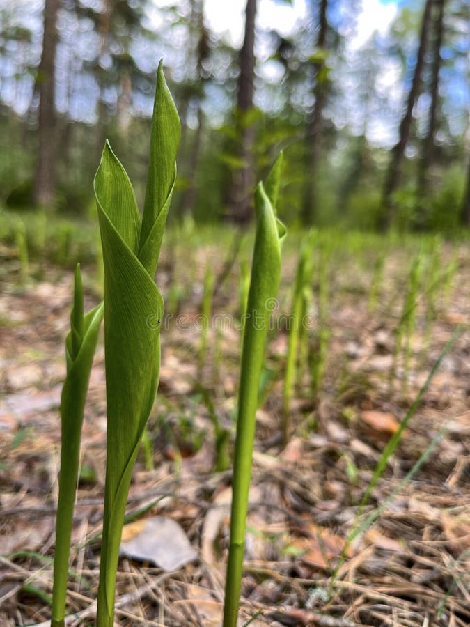 In Spring, the First Shoots of Lily of the Valley Stock Image - Image ...