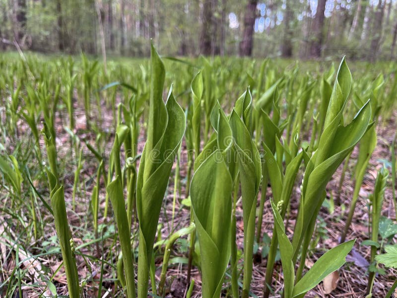 In Spring, the First Shoots of Lily of the Valley Stock Photo - Image ...