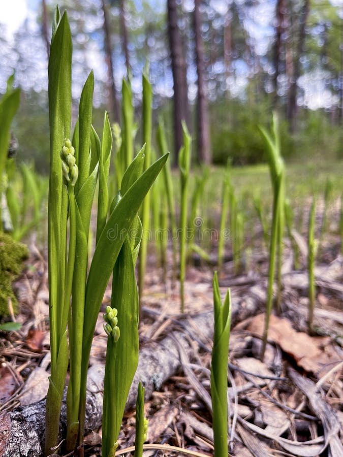 In Spring, the First Shoots of Lily of the Valley Stock Image - Image ...