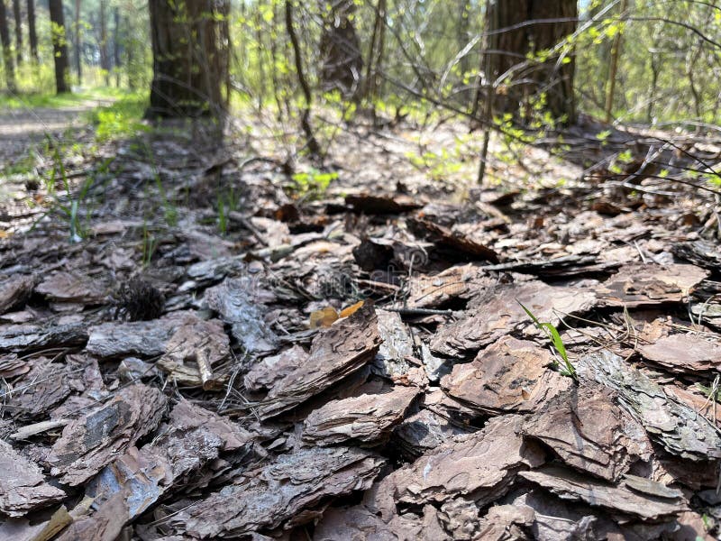 In Spring the Tree Bark Lies on the Ground Under the Trees Stock Photo ...