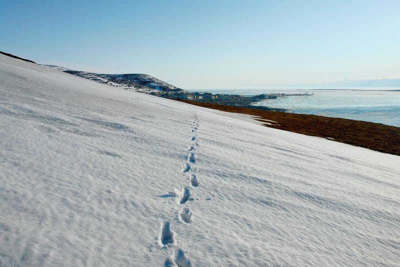 Arctic. Ice of the Arctic Ocean Off Chukotka. Stock Photo - Image of ...