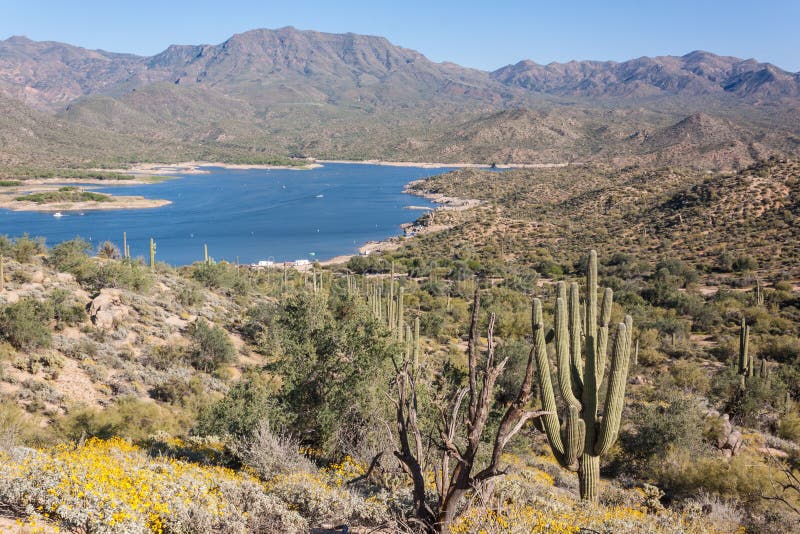 Spring in the Arizona Desert Stock Image - Image of arizona, wildflower ...