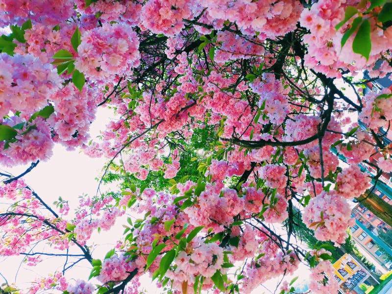 Spring is Around the Corrner Stock Photo - Image of pink, fruit: 230102606