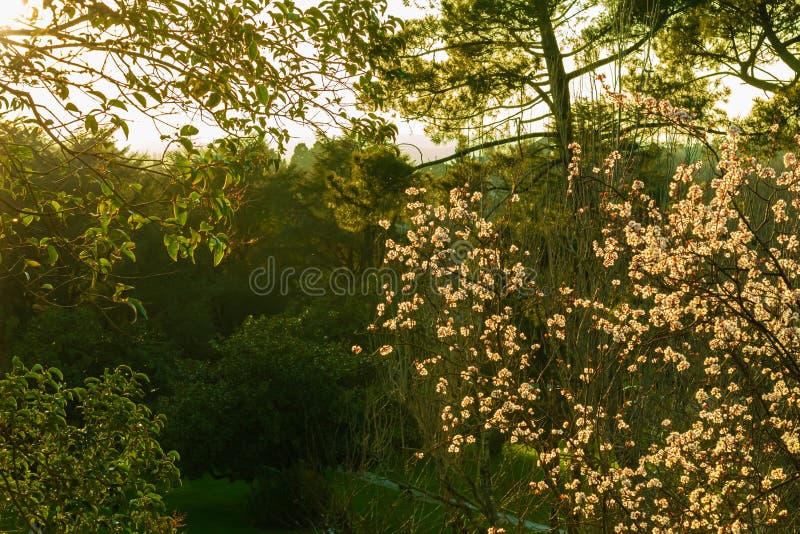Spring arrival in Santiago stock photo. Image of arrival - 177846700