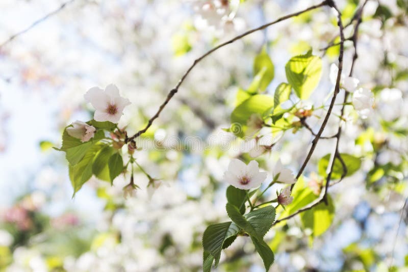 Spring Has Arrived English Country Garden Flowers Stock Image - Image ...