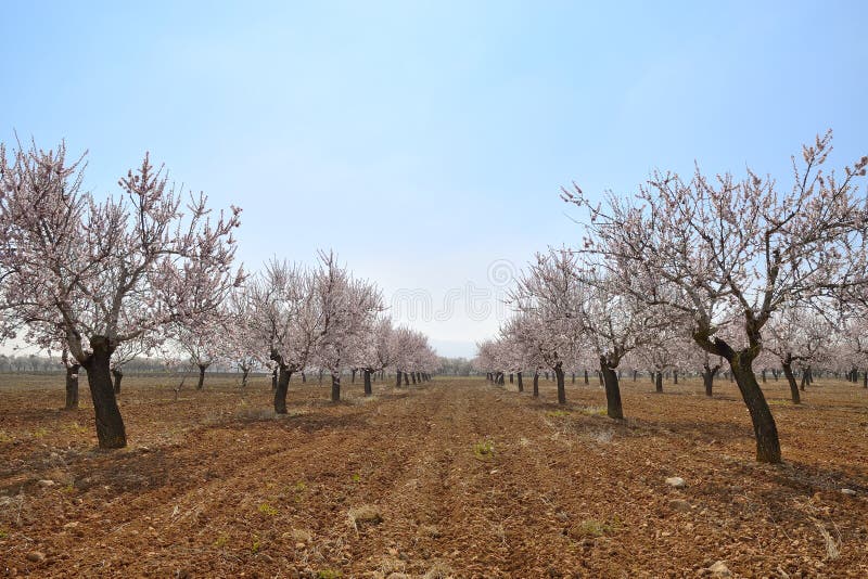 Spring arrives stock image. Image of tree, green, blossom - 39197099