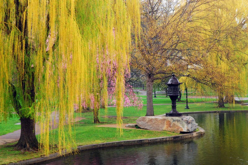 Spring in Boston Public Garden Stock Image - Image of horizontal ...