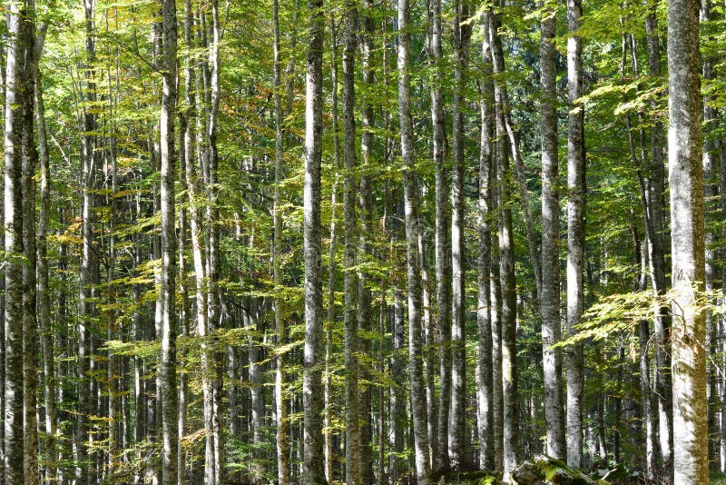 The geometry of the trees stock photo. Image of argentina - 174907974