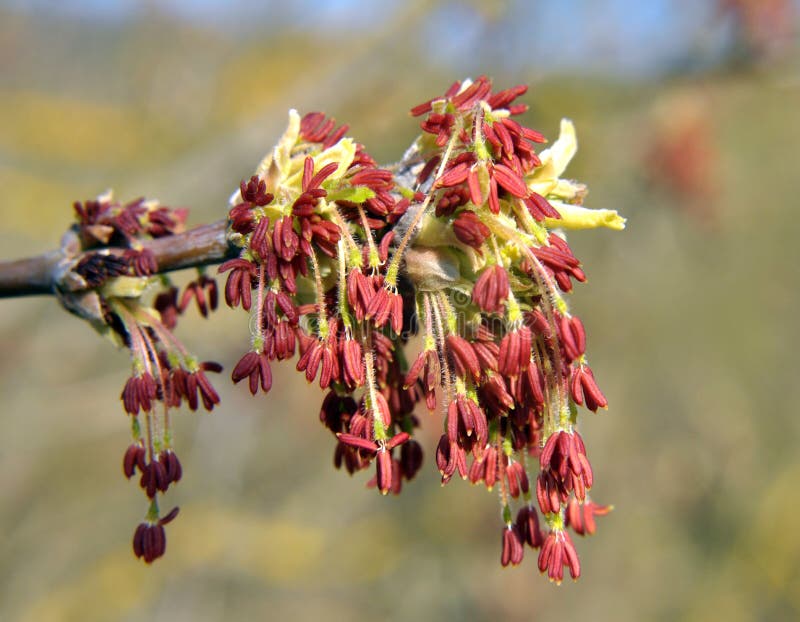 In Nature, the Ash Maple Acer Negundo Blooms Stock Photo - Image of ...