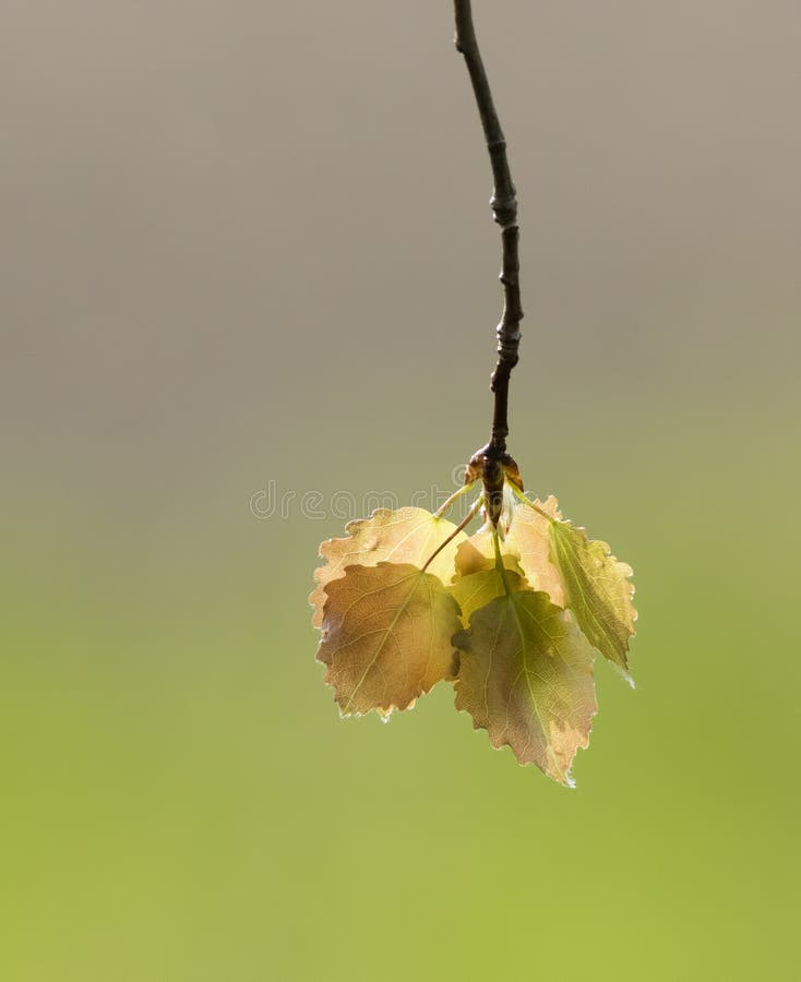 Spring aspen leaves stock photo. Image of branch, eurasian - 57270836