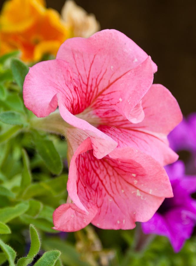 Spring Atmosphere in the Botanical Garden Stock Image - Image of ...